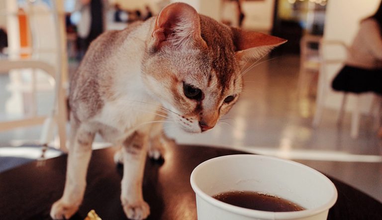 Manchester finally has a cat café!