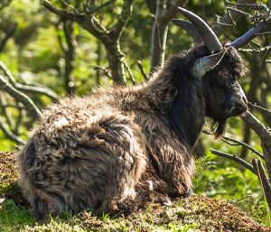 A very brief history of Coffee: From goats to the globe